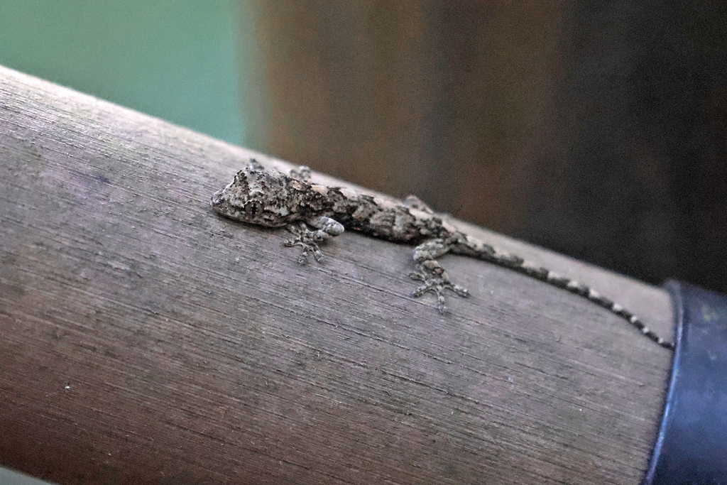 Hokou Gecko from Amami Nature Observation Forest, 1193 En, Tatsugo ...