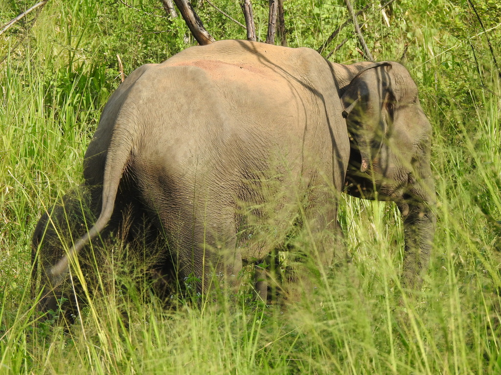 Sri Lankan Elephant in February 2024 by Allan Lugg · iNaturalist