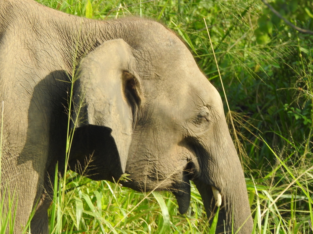 Sri Lankan Elephant in February 2024 by Allan Lugg · iNaturalist