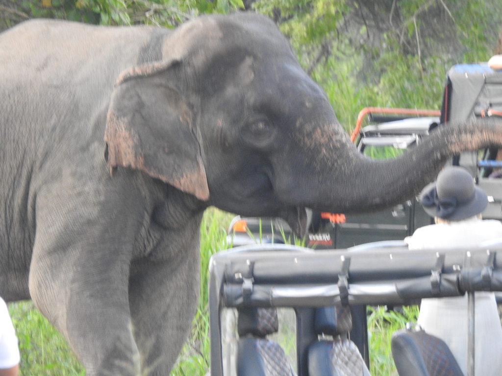 Sri Lankan Elephant in February 2024 by Allan Lugg · iNaturalist