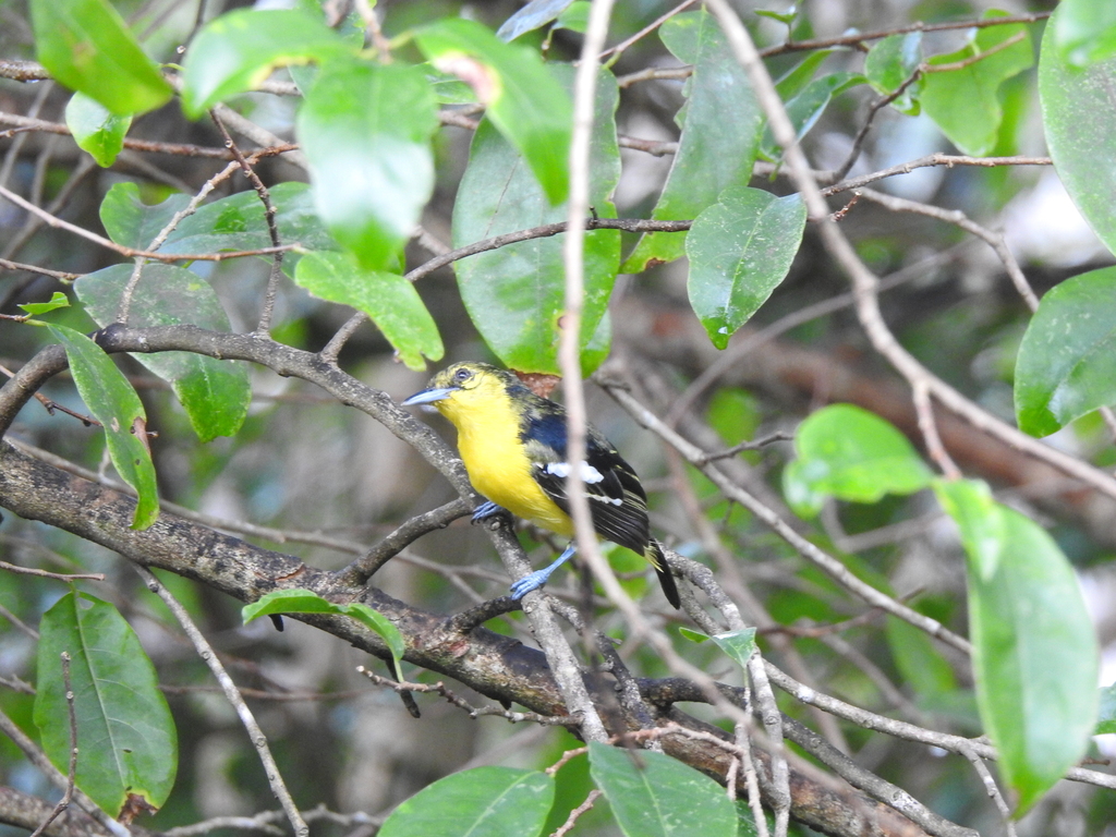 Common Iora from Kandy - Jaffna Hwy, Dambulla, Sri Lanka on February 13 ...