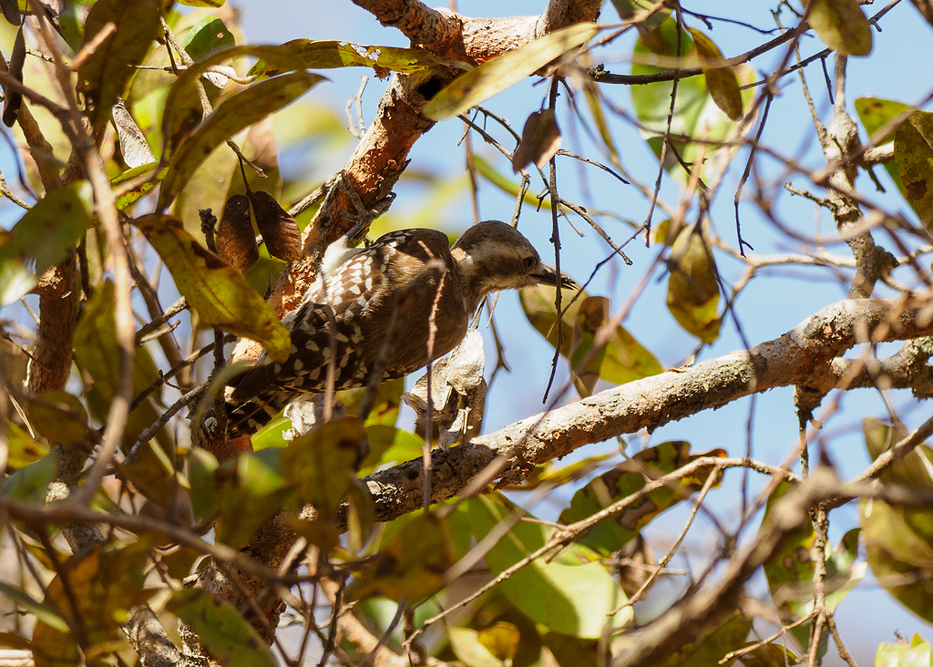 Brown-backed Woodpecker from Rafaï, Centralafrikanska republiken on ...