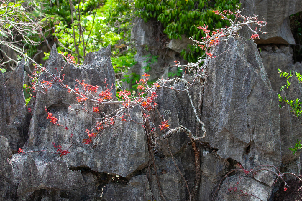 Wild Grapes from Ambilobe, Madagascar on November 27, 2012 at 12:50 PM ...