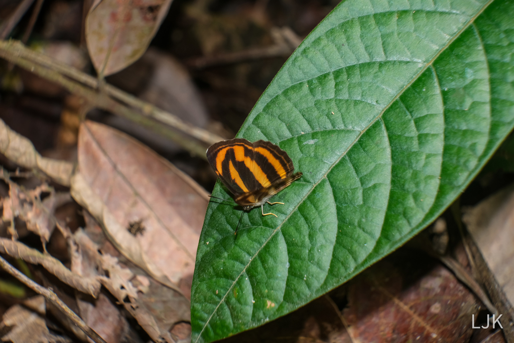 Small Yellow Sailer from Hulu Langat, Selangor, Malaysia on December 19 ...
