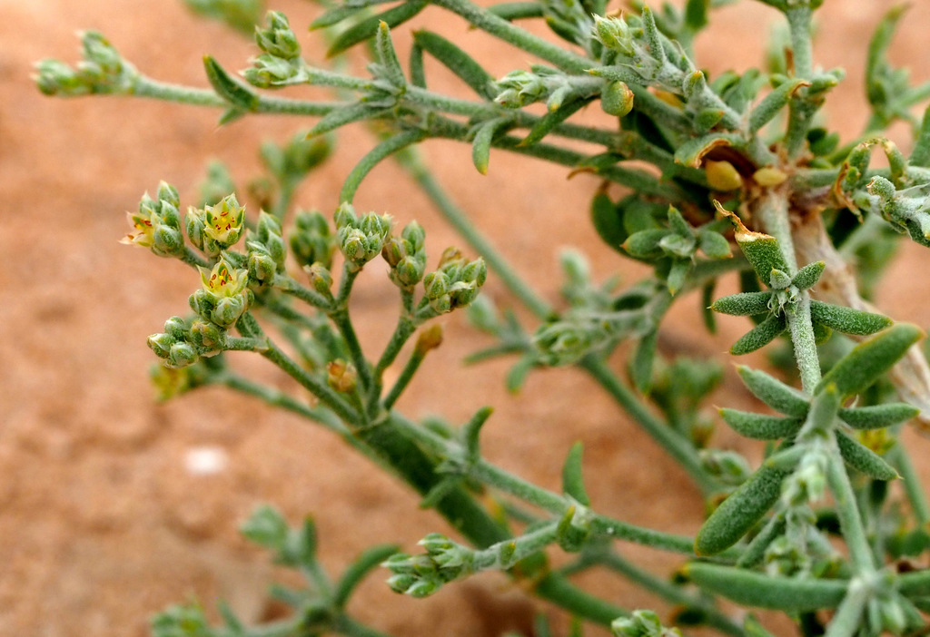Polycarpaea repens (Flora of the Arabian Peninsula ) · iNaturalist