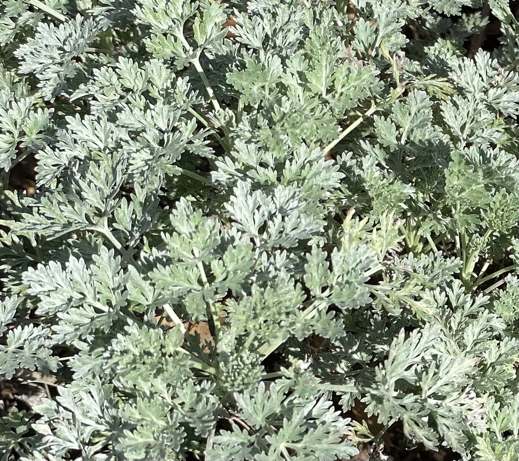 absinthe wormwood from Nature Pl, McKinney, TX, US on February 24, 2024 ...