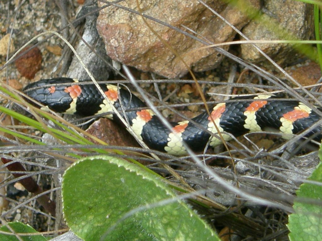 Spotted Harlequin Snake from Greyton Nature Reserve, 7233, South Africa ...