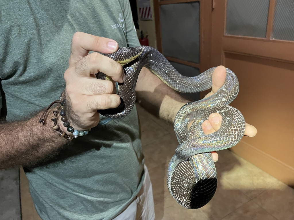 Mexican Burrowing Python from Palo Verde National Park, Bagaces ...
