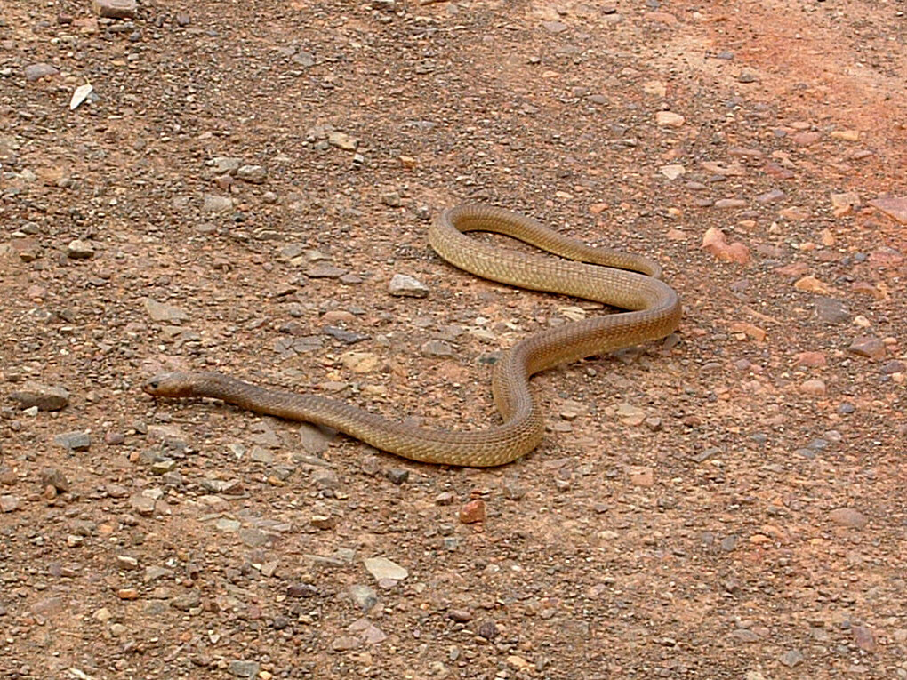 Cape Cobra from Loerkop Greyton, 7233, South Africa on November 7, 2005 ...