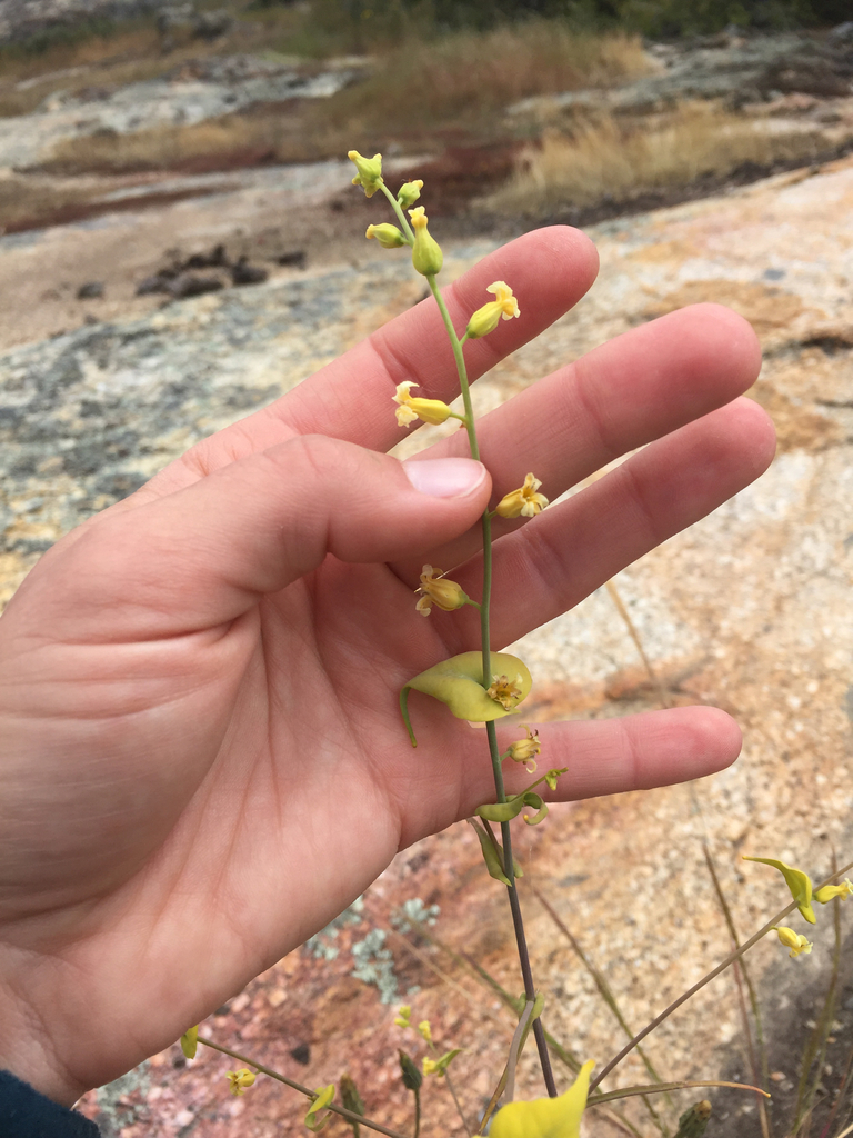 Varied-leaved Jewelflower from 93667, Tollhouse, CA, US on April 30 ...