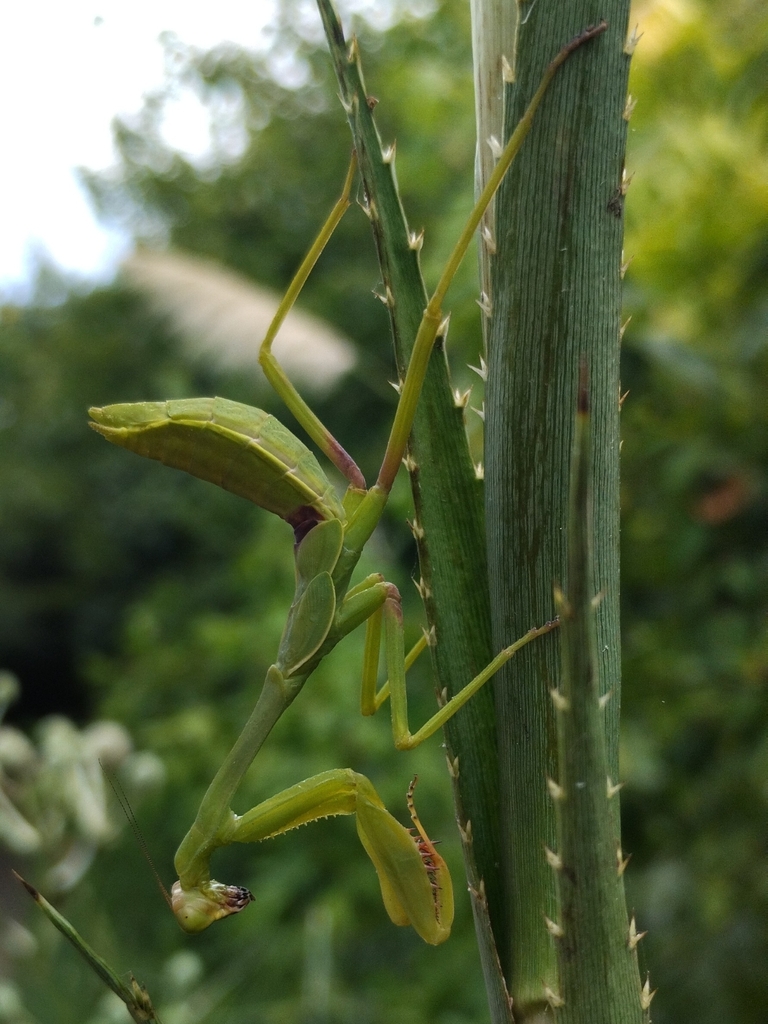 Argentine White-crested Mantis from Castelar, Provincia de Buenos Aires ...