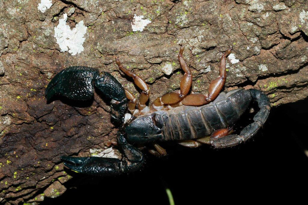Tree Docile Scorpion from Ehlanzeni District Municipality, South Africa ...