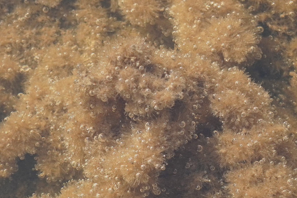 Wrangelia from Degam Agar, Degam, Gujarat, Indien on February 14, 2024 ...