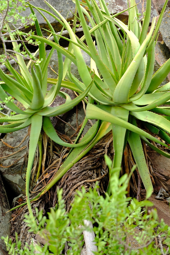Lebombo Aloe from Ehlanzeni District Municipality, South Africa on ...