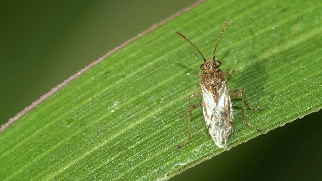 Nysius inconspicuus from Fern Satara on February 01, 2024 at 03:43 PM ...