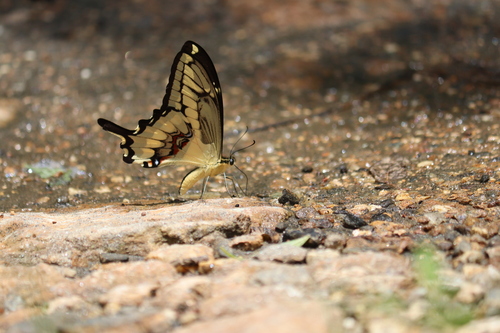 Subspecies Heraclides paeon paeon · iNaturalist