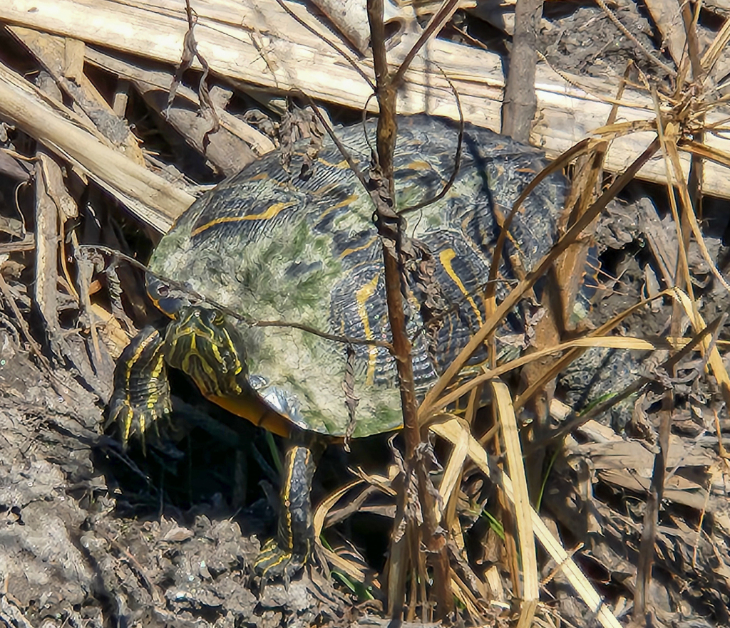 Texas Cooter from San Marcos, TX, USA on February 24, 2024 at 01:19 PM ...