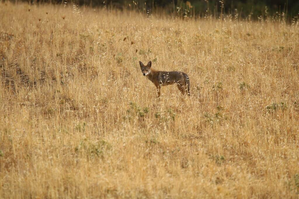 African Wolf from Bordj Zemoura, Algérie on September 4, 2023 at 07:37 ...