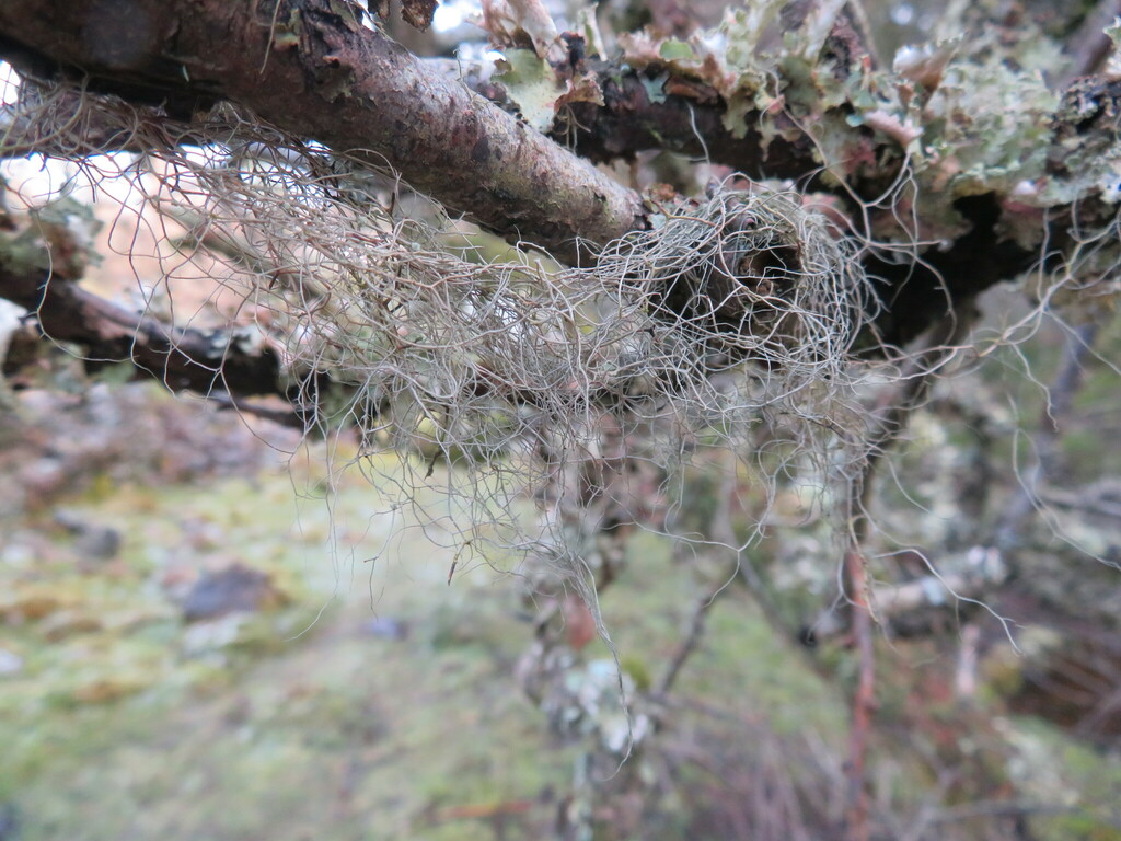 Horsehair Lichens from Nenthead Mines on February 25, 2024 at 12:44 PM ...