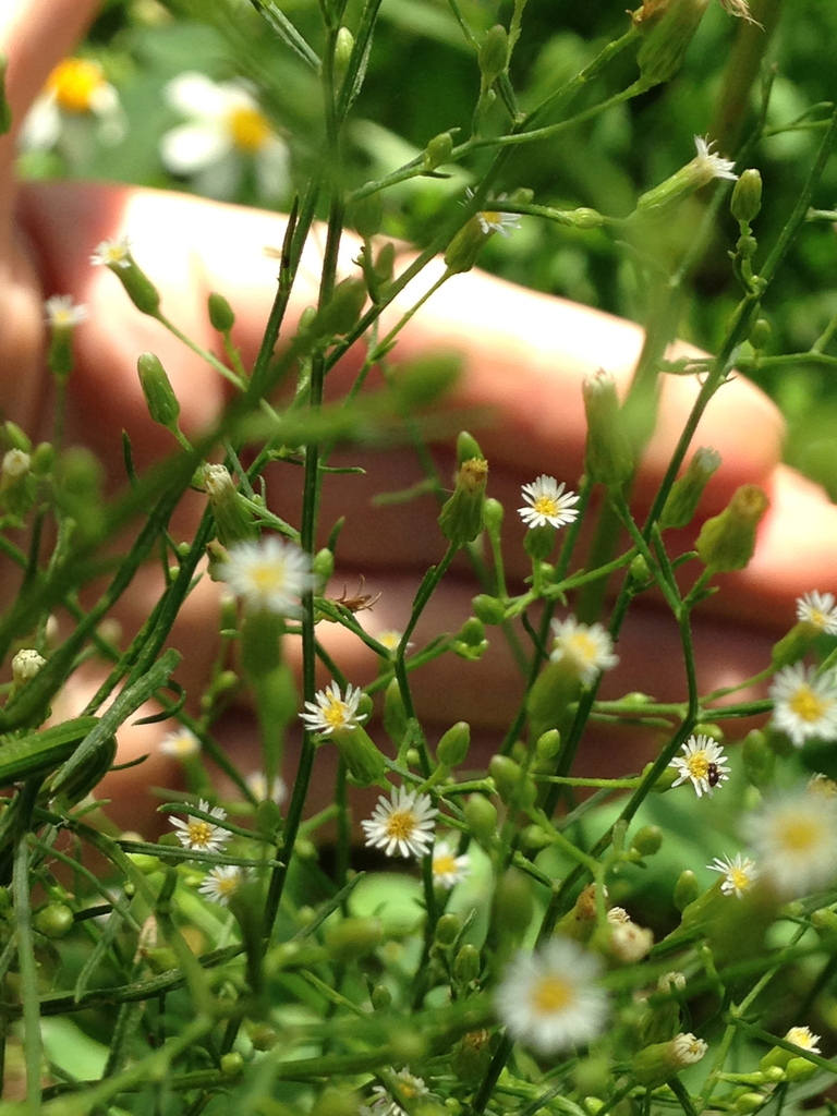 horseweed from Gainesville, FL, USA on September 21, 2014 at 01:30 PM ...