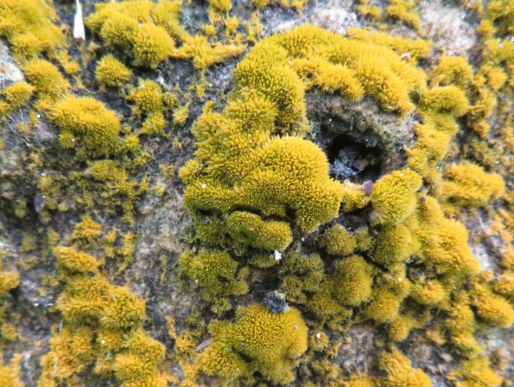 Orange Rock Hair from Nenthead Mines on February 25, 2024 at 12:53 PM ...