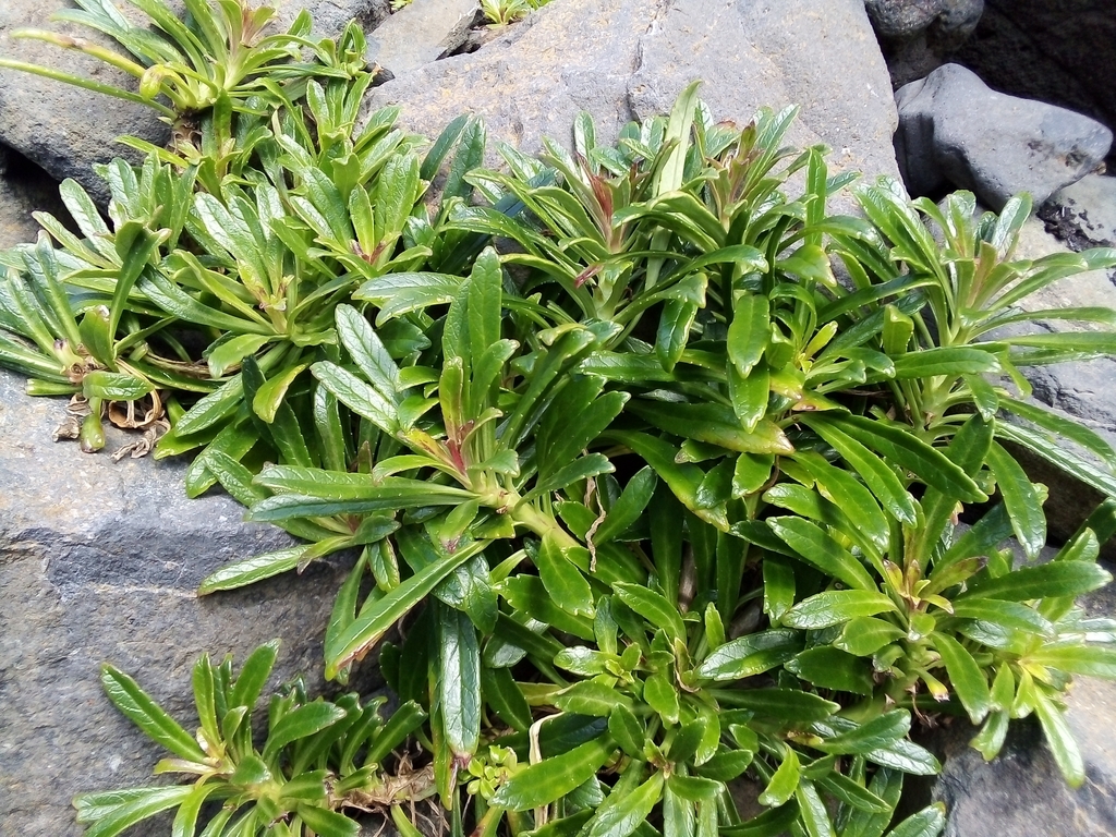 Azores Bellflower (Azorina vidalii) - Botanical Realm