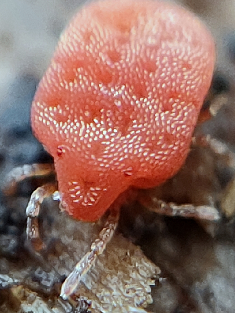 Calyptostoma velutinus from 22950 Trégueux, France on February 25, 2024 ...