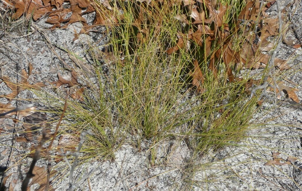 Southern Wiregrass from Florida, Hernando, Chassahowitzka Wildlife and ...