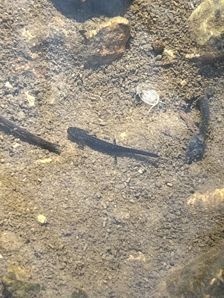 Brook Salamanders in February 2024 by kananbell. Ecosystem Type: Rivers ...