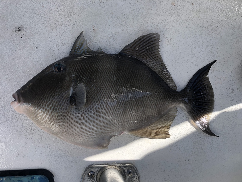 Grey Triggerfish in February 2024 by Ryan Grow · iNaturalist