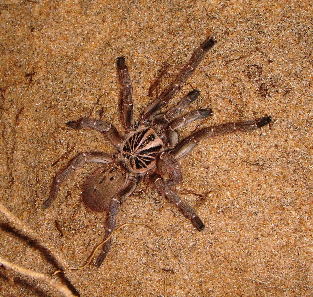 Common Trapdoor Baboon Spider from X2QV+8MG, Quebanhane, Mozambique on ...