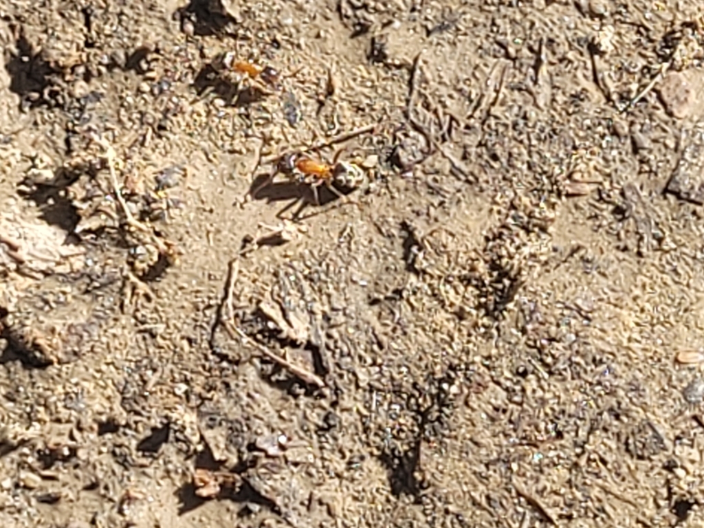 Western Velvety Tree Ant from Wind Wolves Preserve, Kern County, US-CA ...