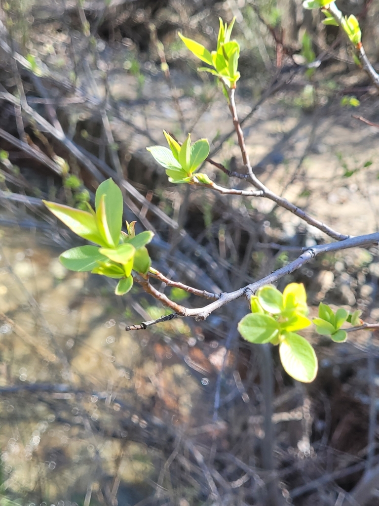 plants from Wind Wolves Preserve, Kern County, US-CA, US on February 25 ...