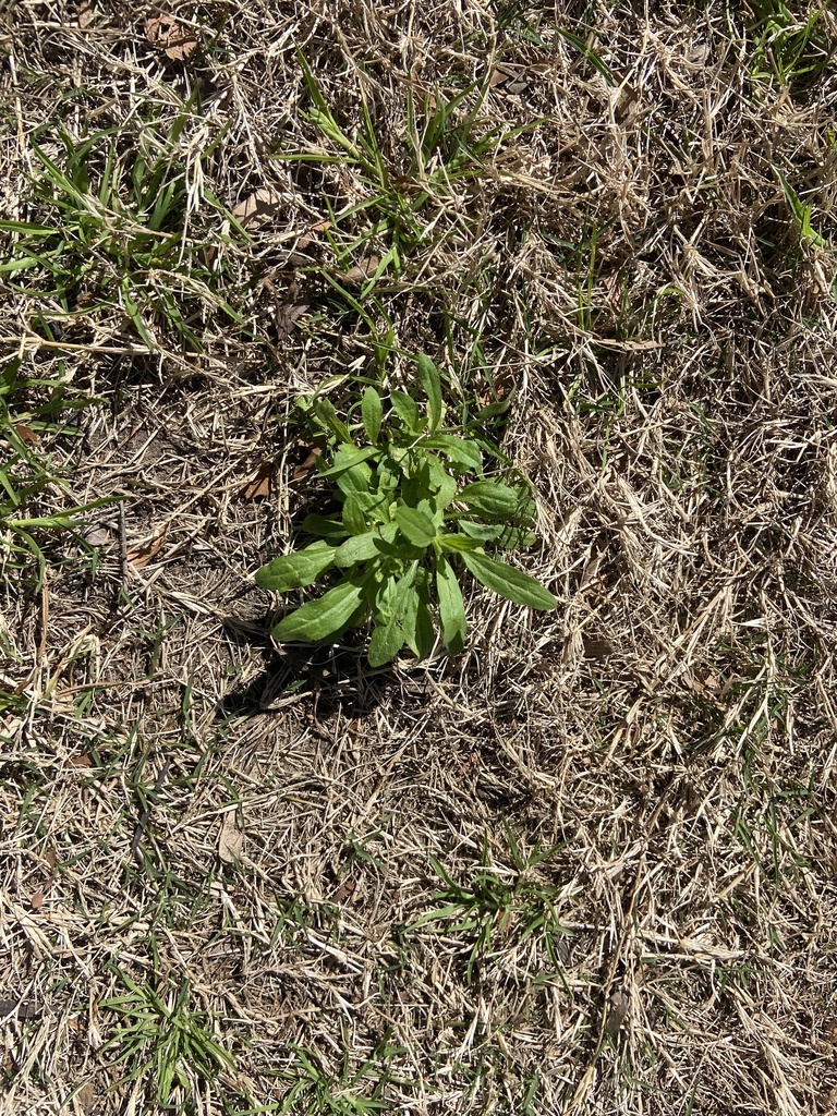 cutleaf evening primrose from Baylor University, Waco, TX, US on ...