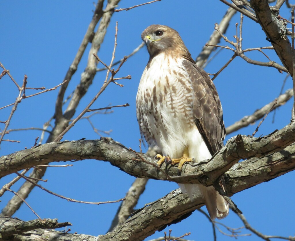 Eastern Red-tailed Hawk from Westchester County, NY, USA on February 25 ...