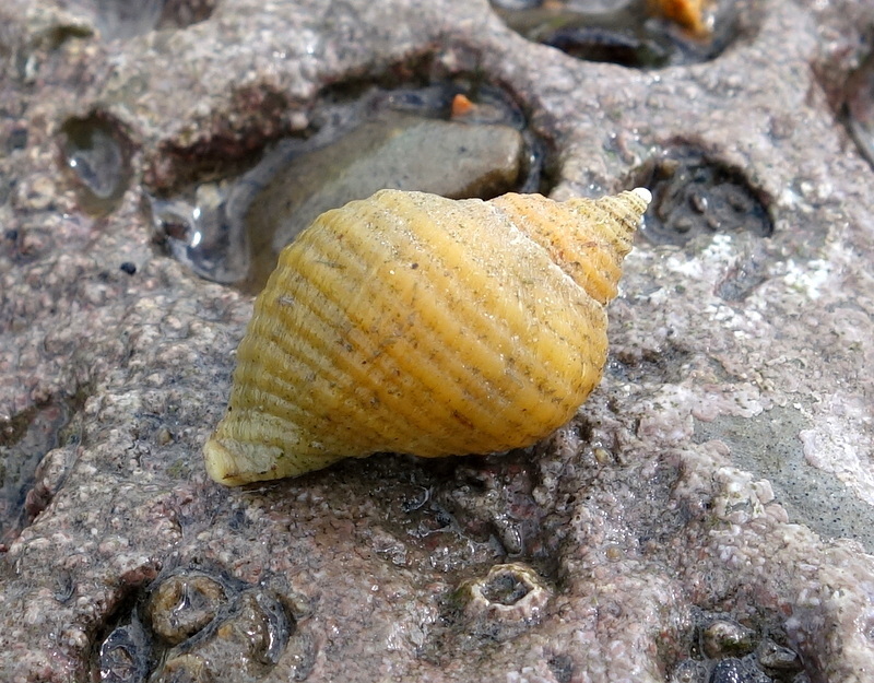 Atlantic Dogwhelk (Intertidal species of NE Atlantic) · iNaturalist