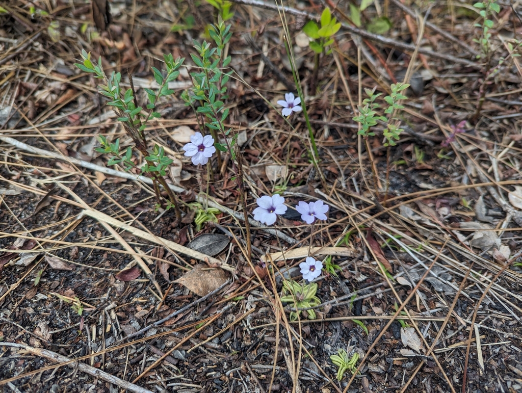 Small butterwort from Lake Wales, FL 33898, USA on February 9, 2024 at ...