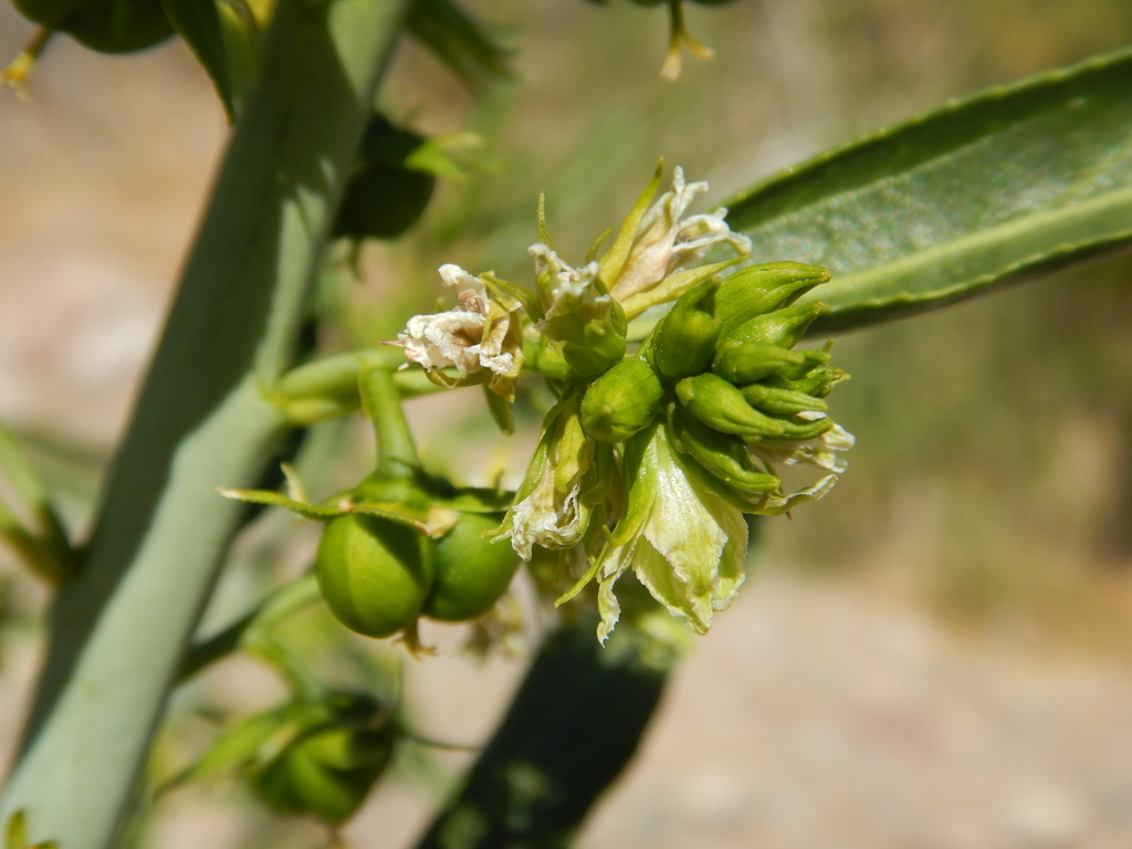 Ditaxis brandegeei brandegeei from Loreto Municipality, BCS, Mexico on ...