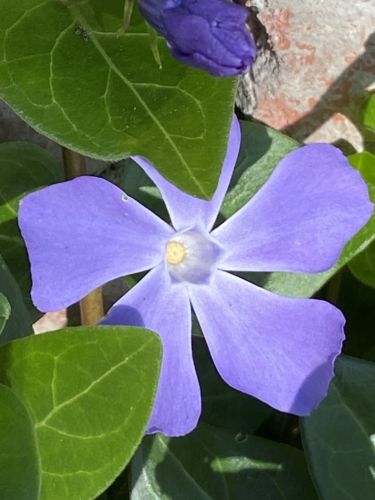 greater periwinkle in February 2024 by Yazad · iNaturalist