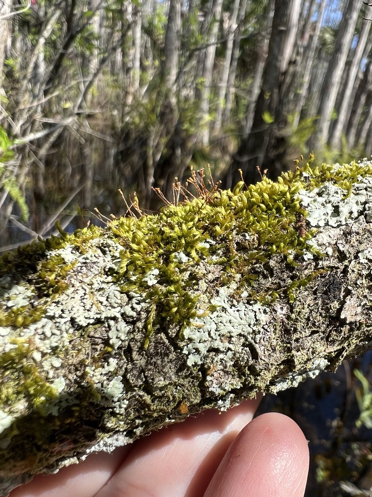 Frullania riojaneirensis from Jupiter, FL, US on February 25, 2024 at ...