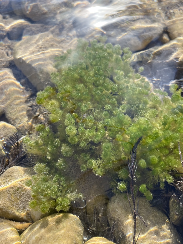 Stonewort from Concan, TX, US on February 25, 2024 at 04:14 PM by Tina ...