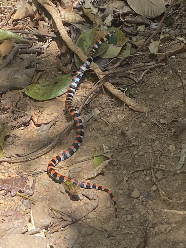 Black-banded Snake from San Ramon, Alajuela, CR on February 8, 2024 at ...