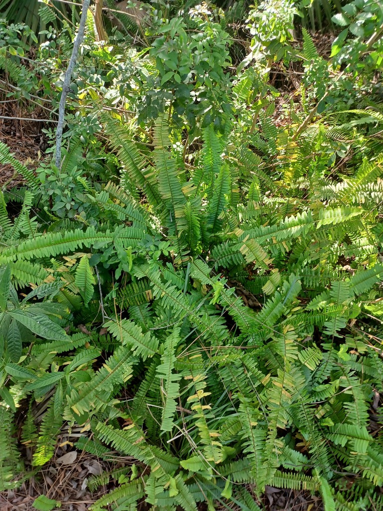 Fishbone Fern from George C. McGough Nature Park, 11901 146th St N ...