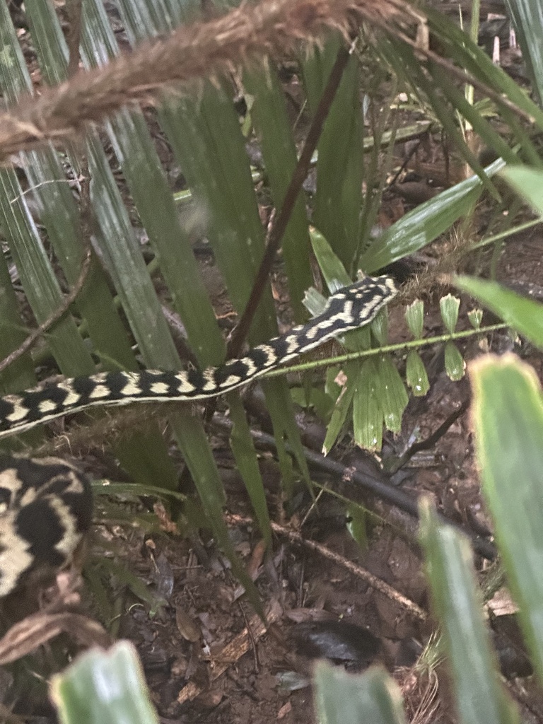 Jungle Carpet Python from Lake Eacham, QLD, AU on February 25, 2024 at ...