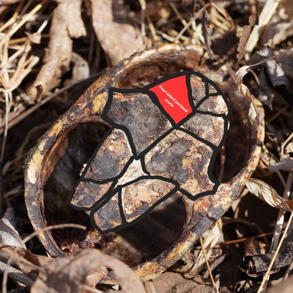 Eastern Musk Turtle from Fayetteville, AR, USA on February 25, 2024 at ...