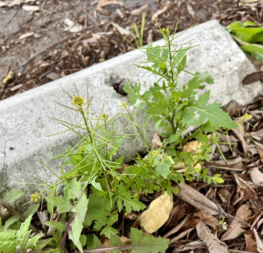 French Rocket from N Harbor Blvd, Fullerton, CA, US on February 25 ...
