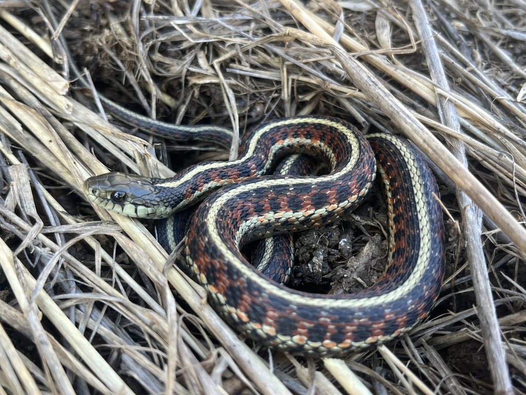 Coast Garter Snake in February 2024 by diomedea_exulans_li · iNaturalist