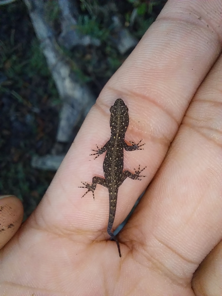 Wiegmann's Striped Gecko from San Juan-Laventille Regional Corporation ...