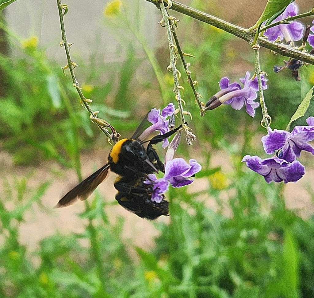 Sonoran Bumble Bee from N. Center Neighborhood, Mesa, AZ 85201, USA on ...