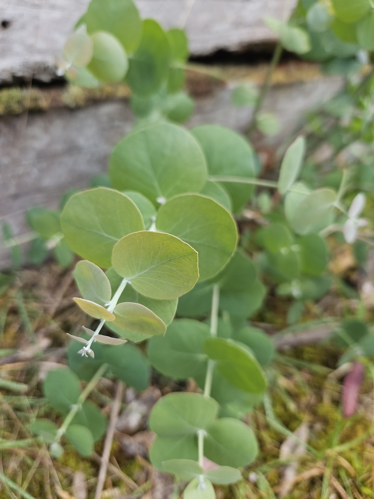 Long-leaved Box from Mooroolbark VIC 3138, Australia on February 26 ...
